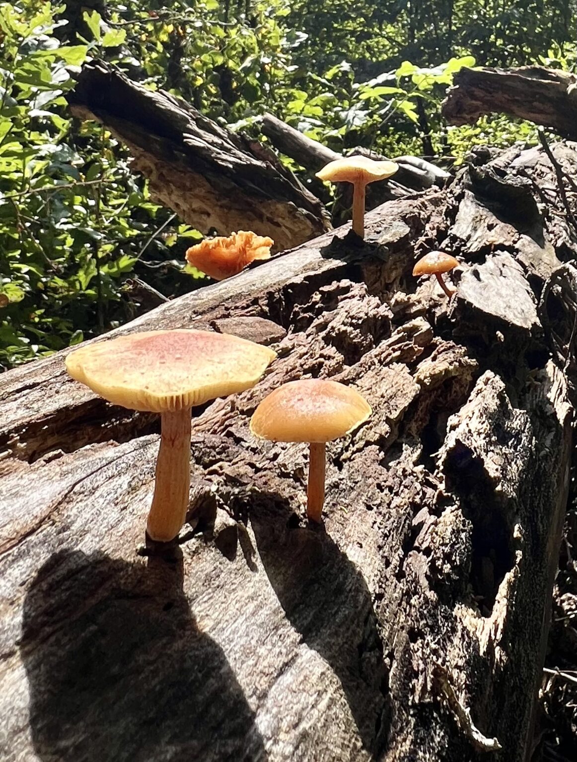 Friends of Quiet Waters Park | Annapolis, MD